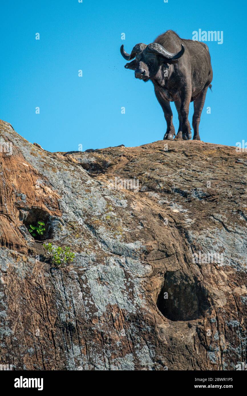 Cape buffalo stands on rock on horizon Stock Photo - Alamy