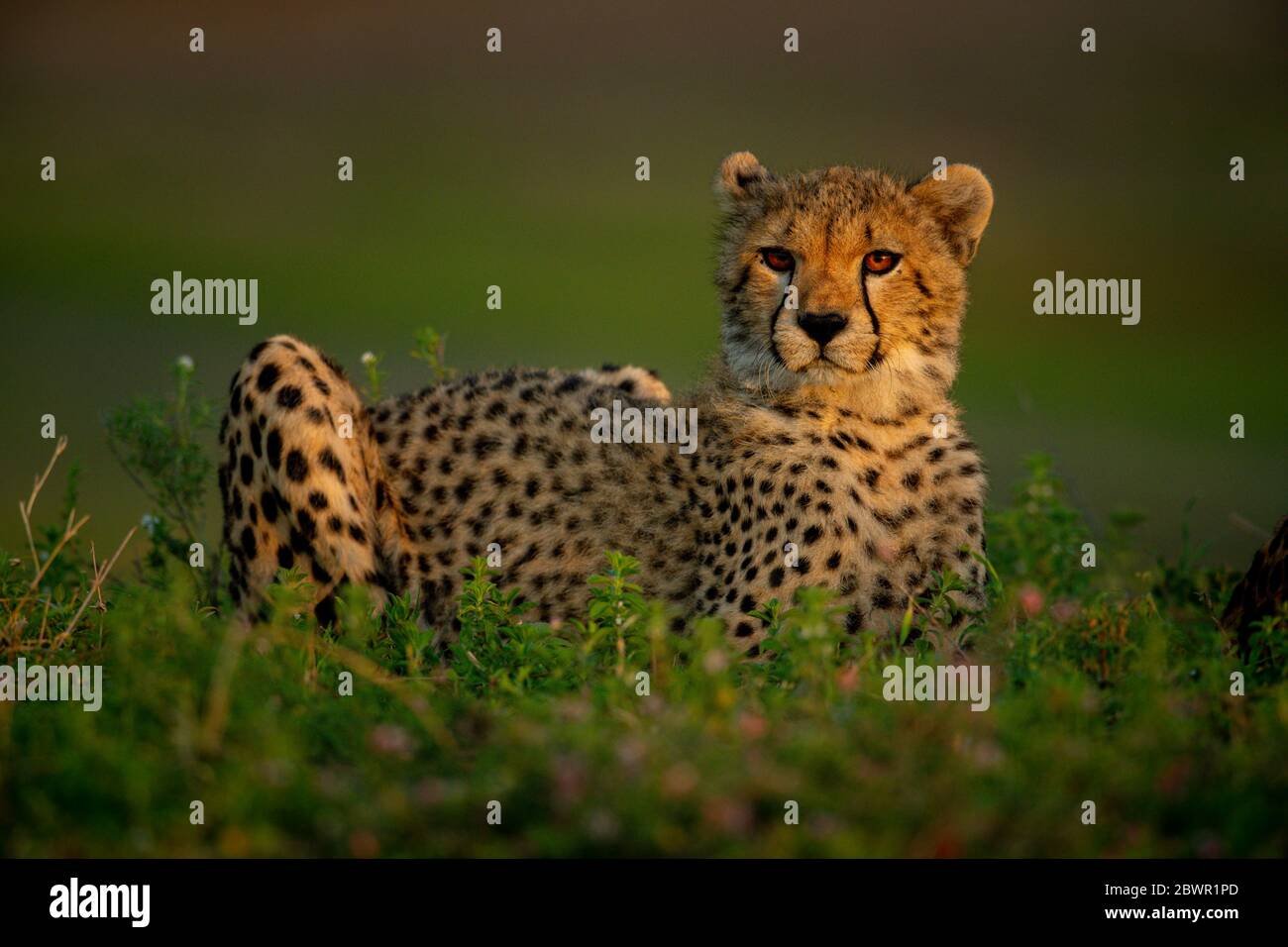 Cheetah cub lies among plants eyeing camera Stock Photo - Alamy Cheetah cub lies among plants eyeing camera Stock Photo - Alamy