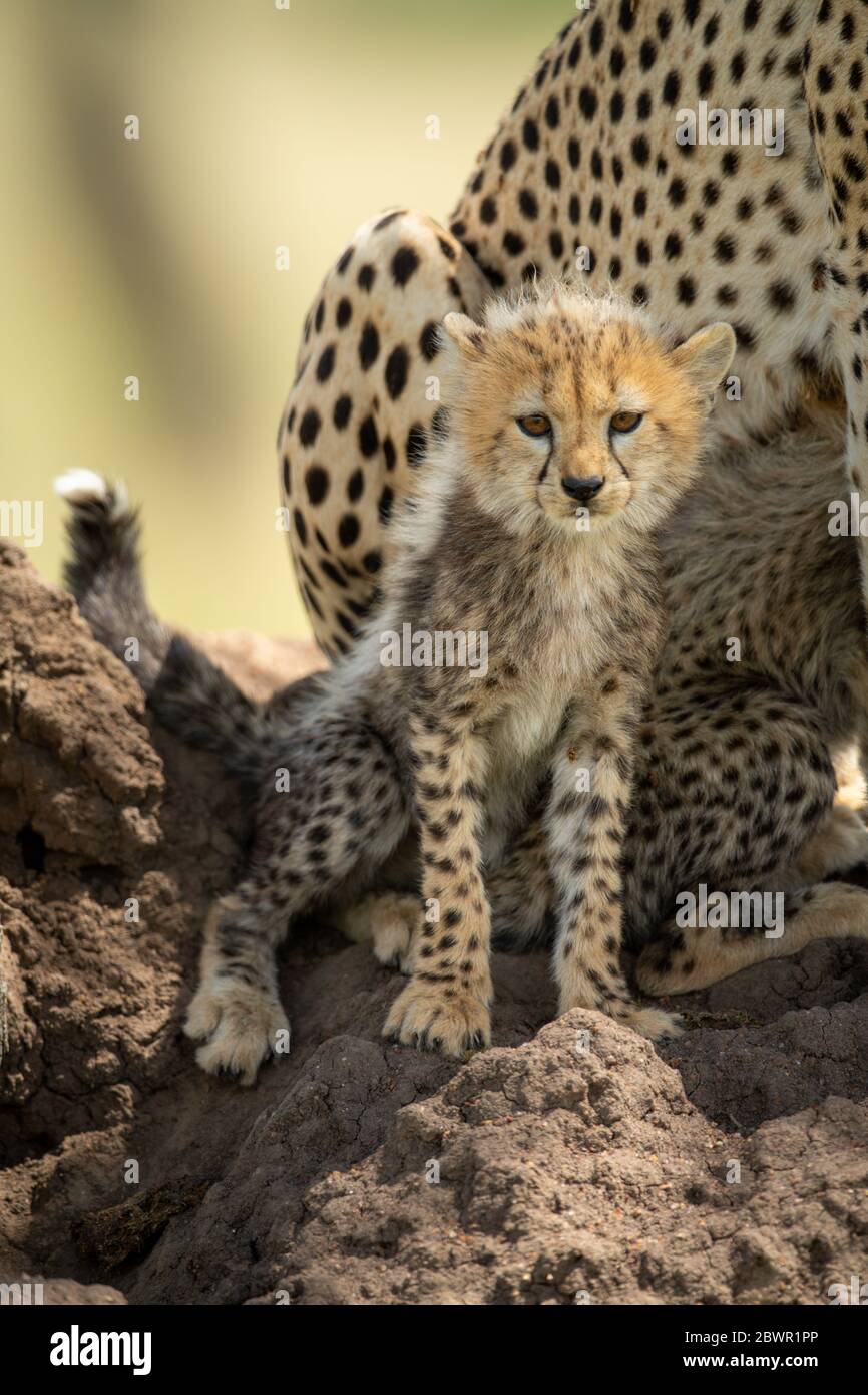Cheetah cub sits by family on mound Stock Photo - Alamy