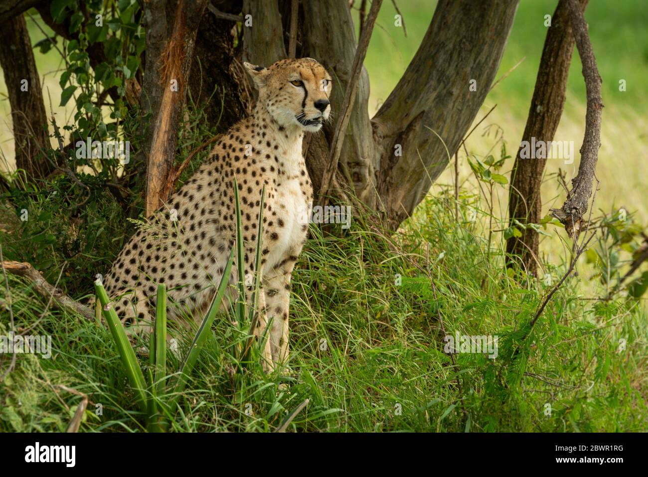 Cheetah sits under tree in long grass Stock Photo - Alamy