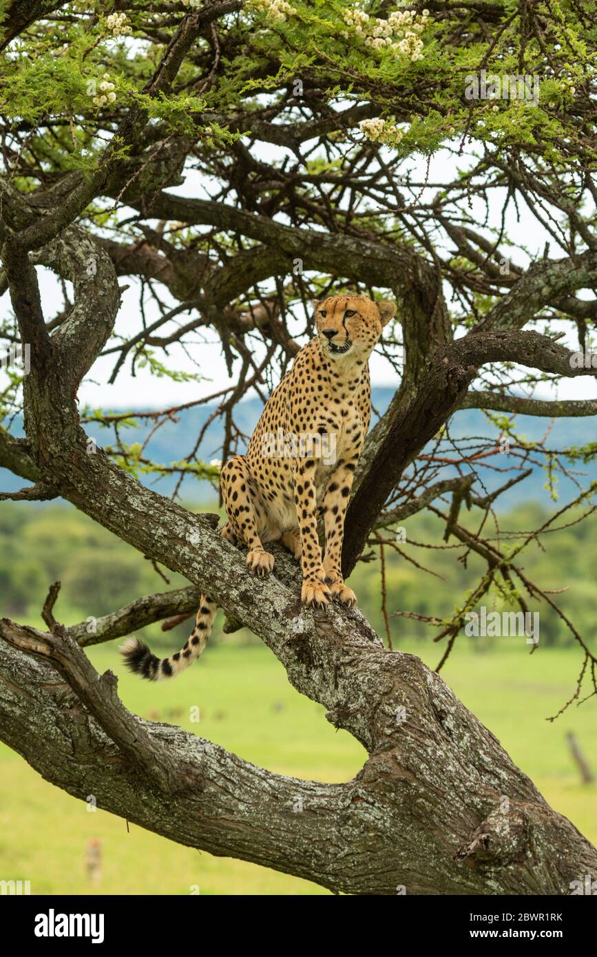 Cheetah sits turning head on diagonal branch Stock Photo - Alamy