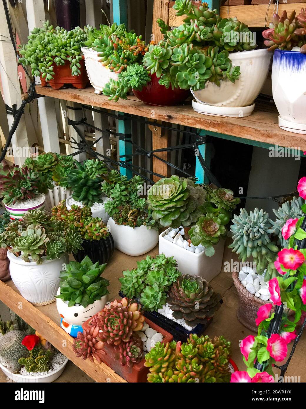 Collection of succulents flowers in pots on a wooden shelf Stock Photo ...