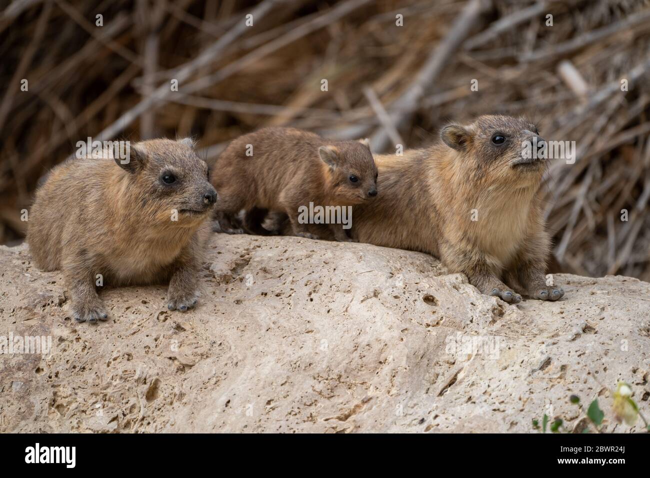 Mother rabbit hi-res stock photography and images - Alamy
