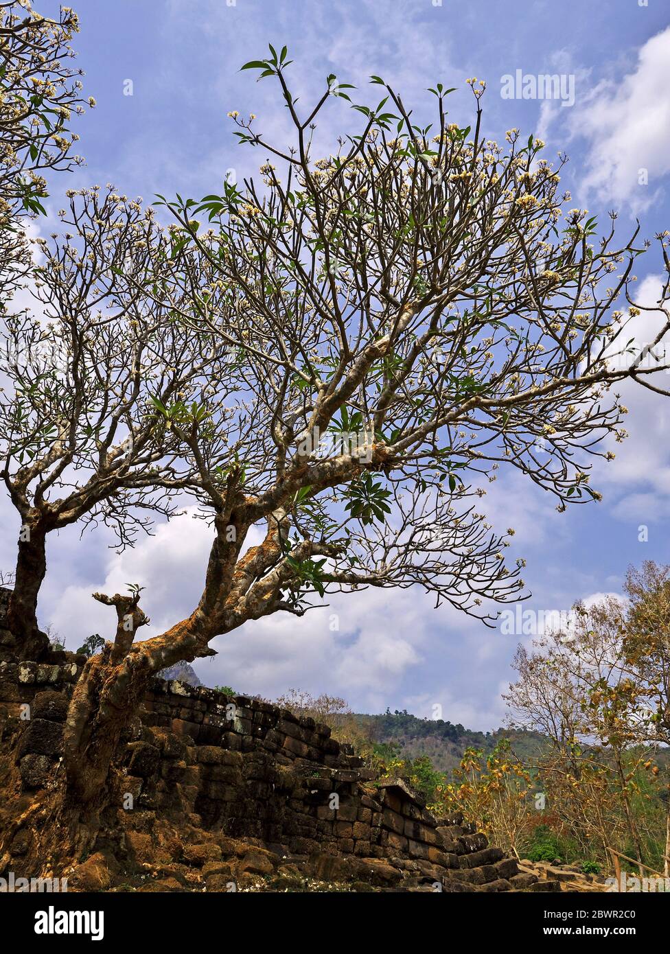 Vat Phou temple in Laos Stock Photo - Alamy