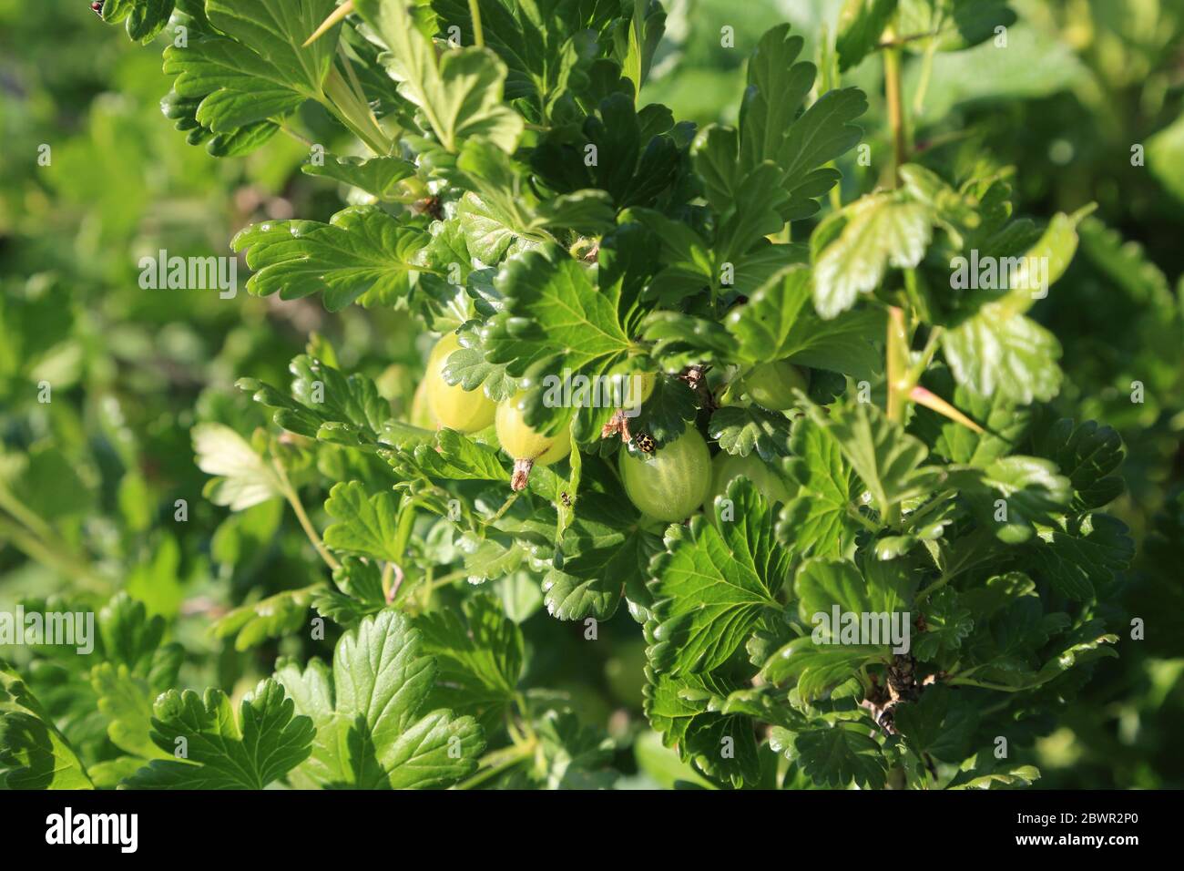 Gooseberry bush united kingdom hi-res stock photography and images - Alamy