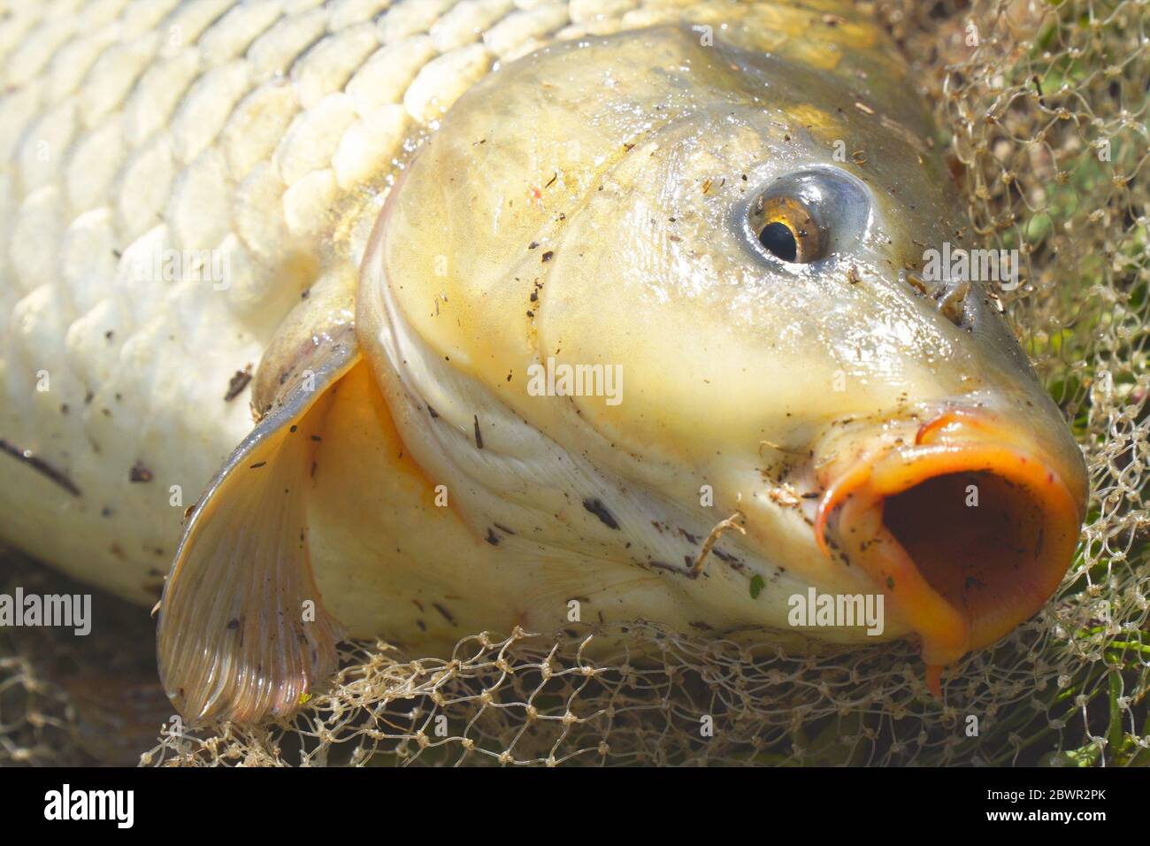 Carp Tail High Resolution Stock Photography and Images - Alamy
