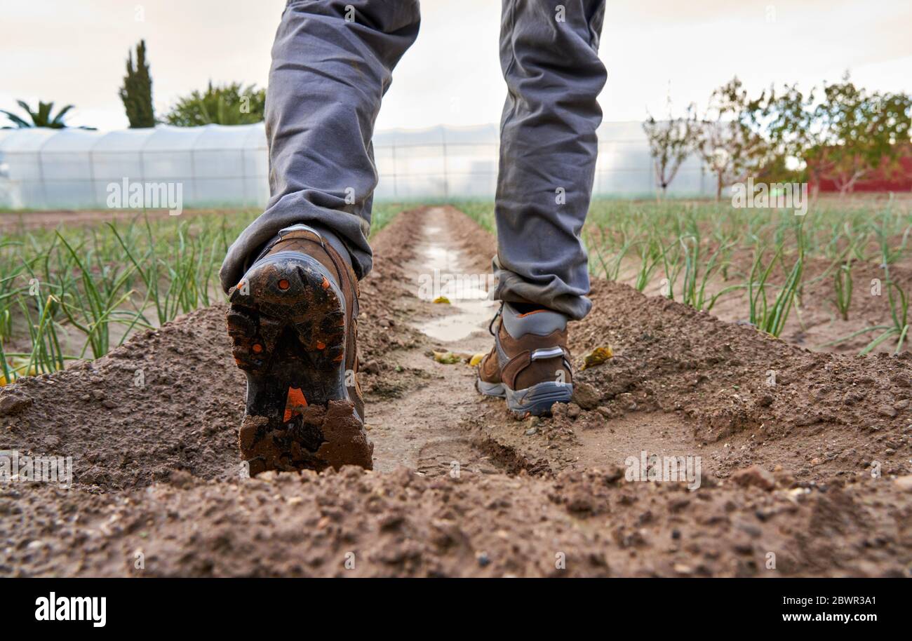 Onion Boot High Resolution Stock Photography and Images - Alamy