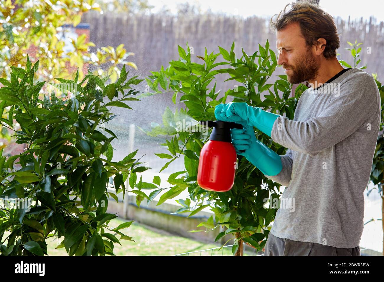 Citrus tree hi-res stock photography and images - Alamy