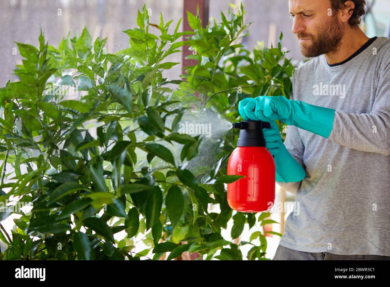 Citrus tree hi-res stock photography and images - Alamy