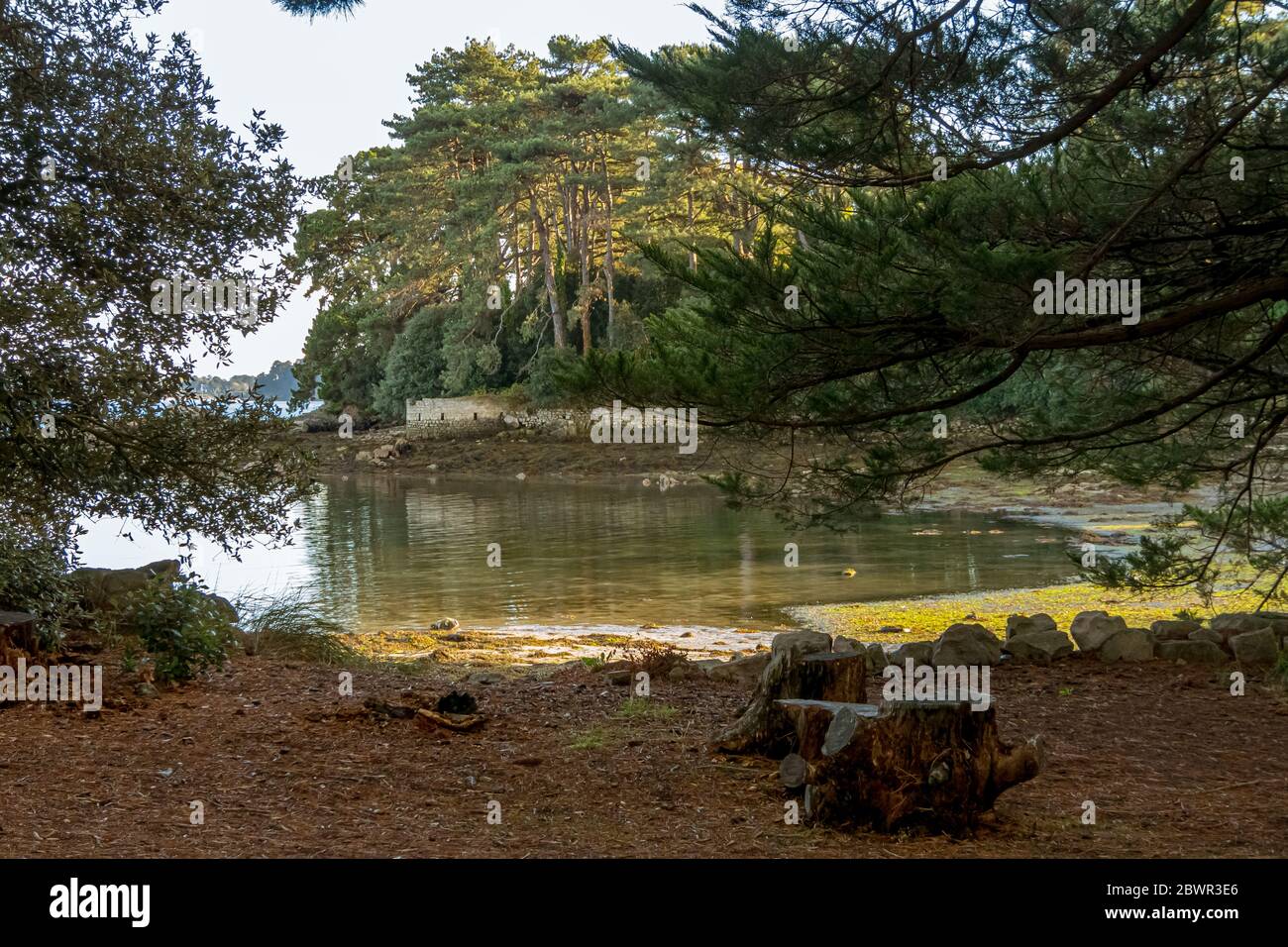 Forest on Bender Island in the Gulf of Morbihan. France Stock Photo - Alamy