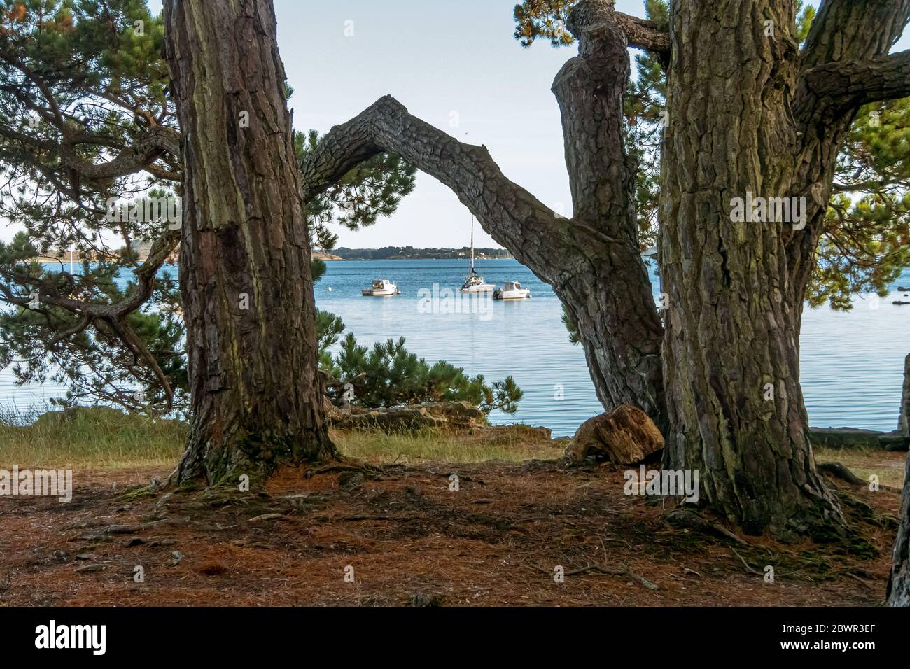Forest on Bender Island in the Gulf of Morbihan. France Stock Photo - Alamy