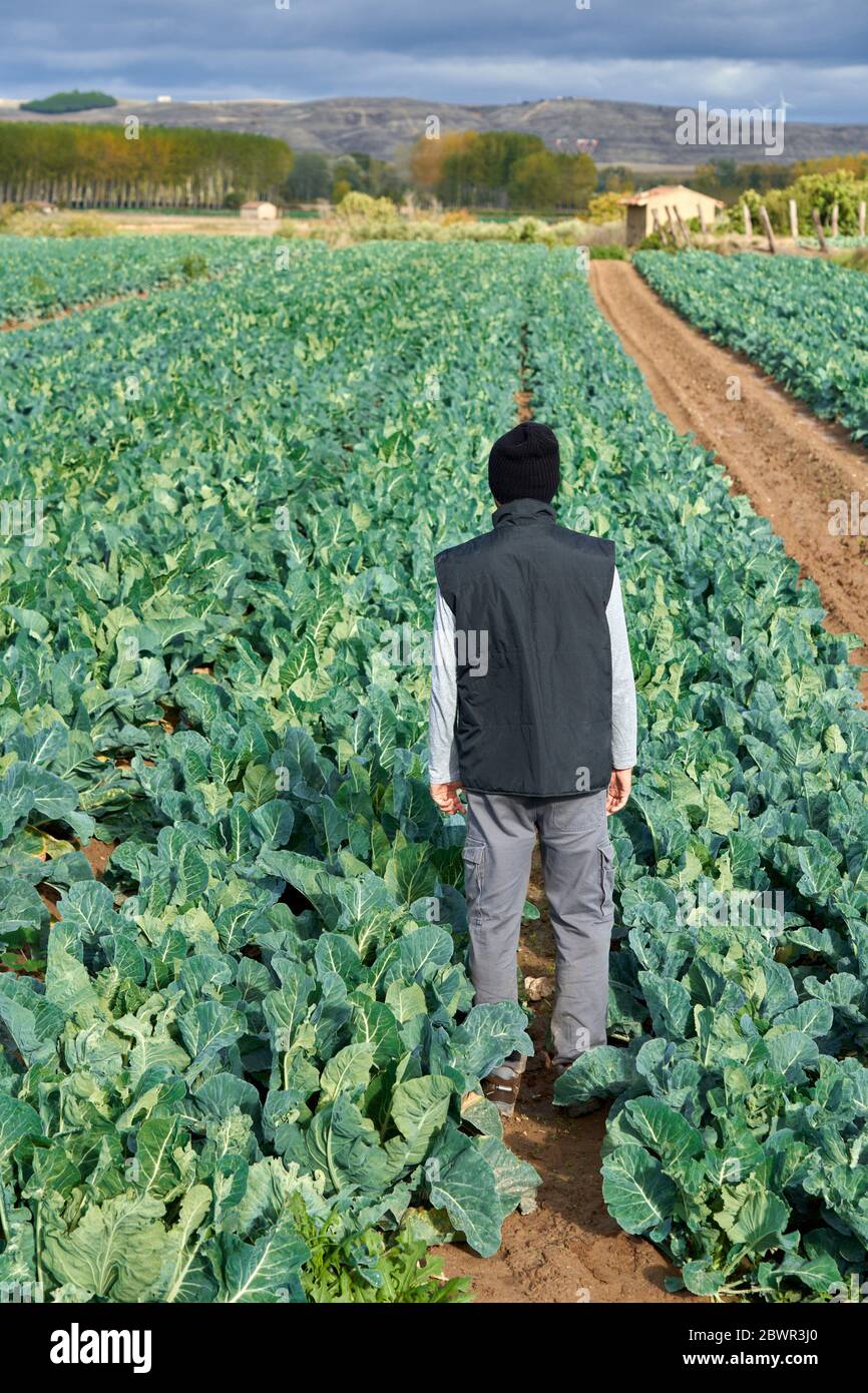 Broccoli Field High Resolution Stock Photography and Images - Alamy