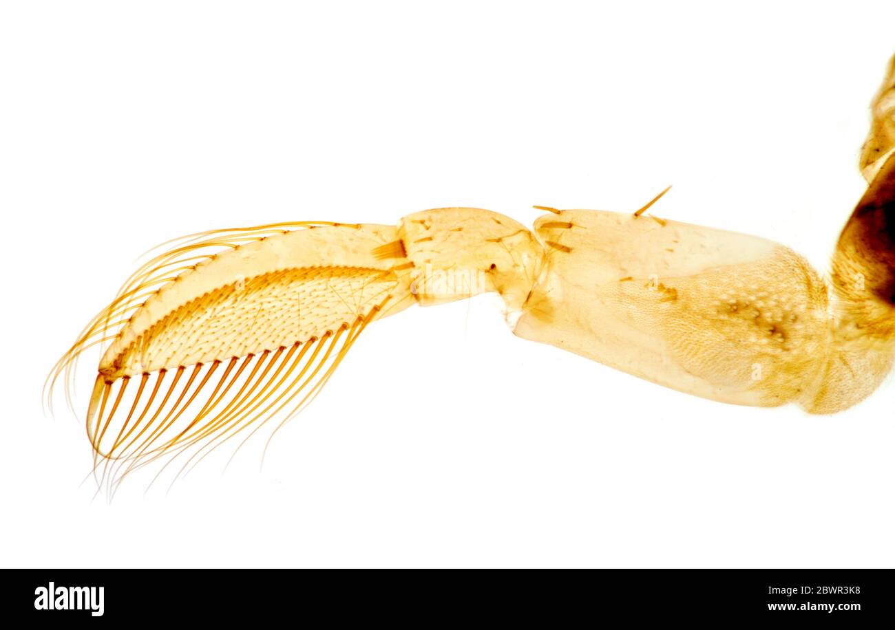 Vegetarian water boatman, Lesser Water Boatman Corixa punctata, first ...