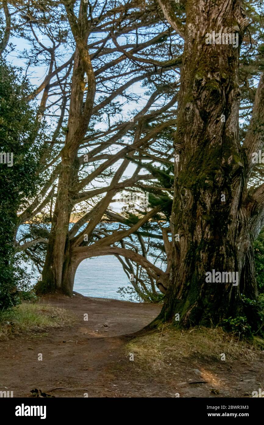 Forest on Bender Island in the Gulf of Morbihan. France Stock Photo - Alamy