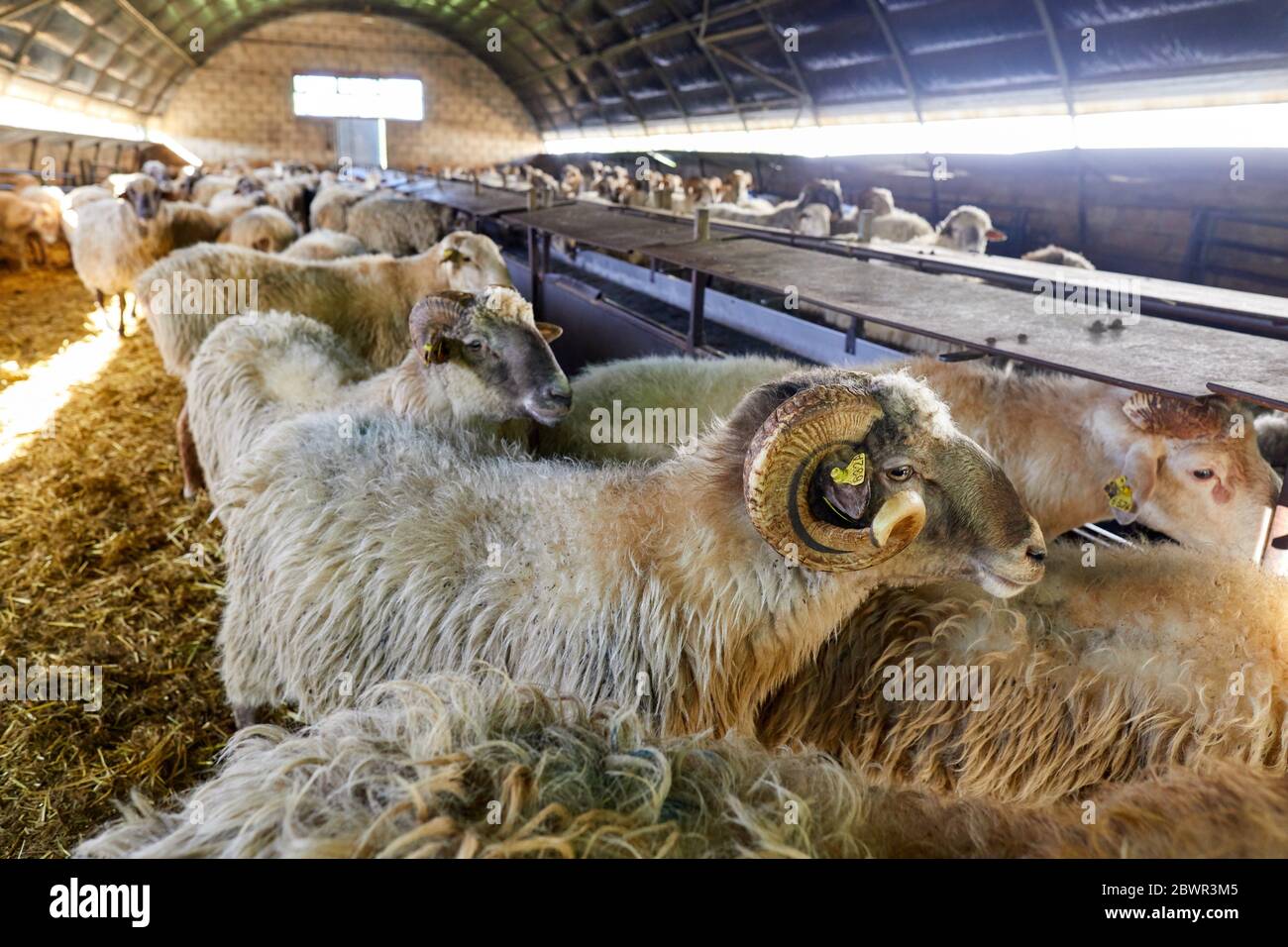 Flock of sheep hi-res stock photography and images - Alamy
