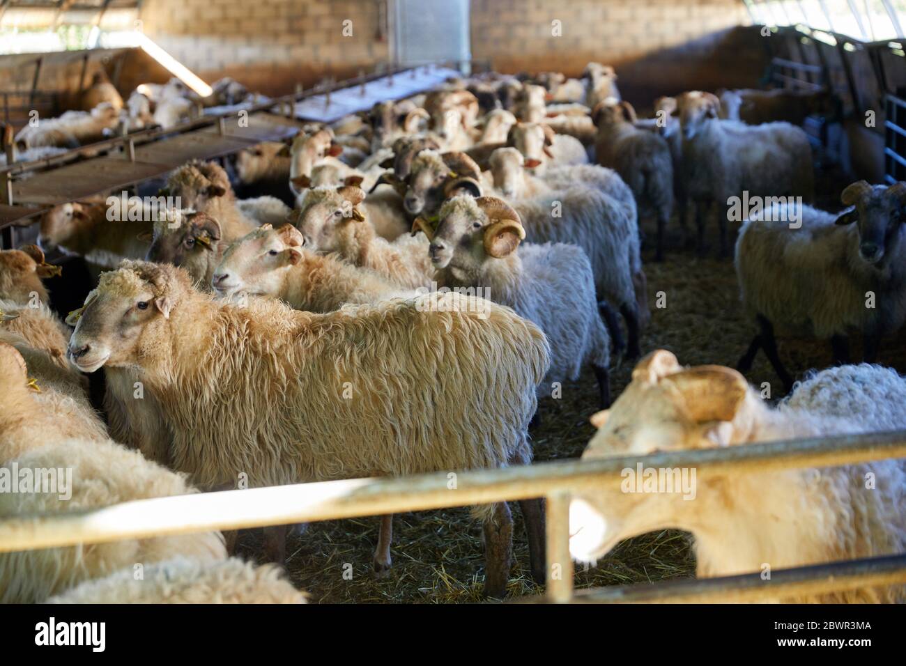 Flock of sheep hi-res stock photography and images - Alamy