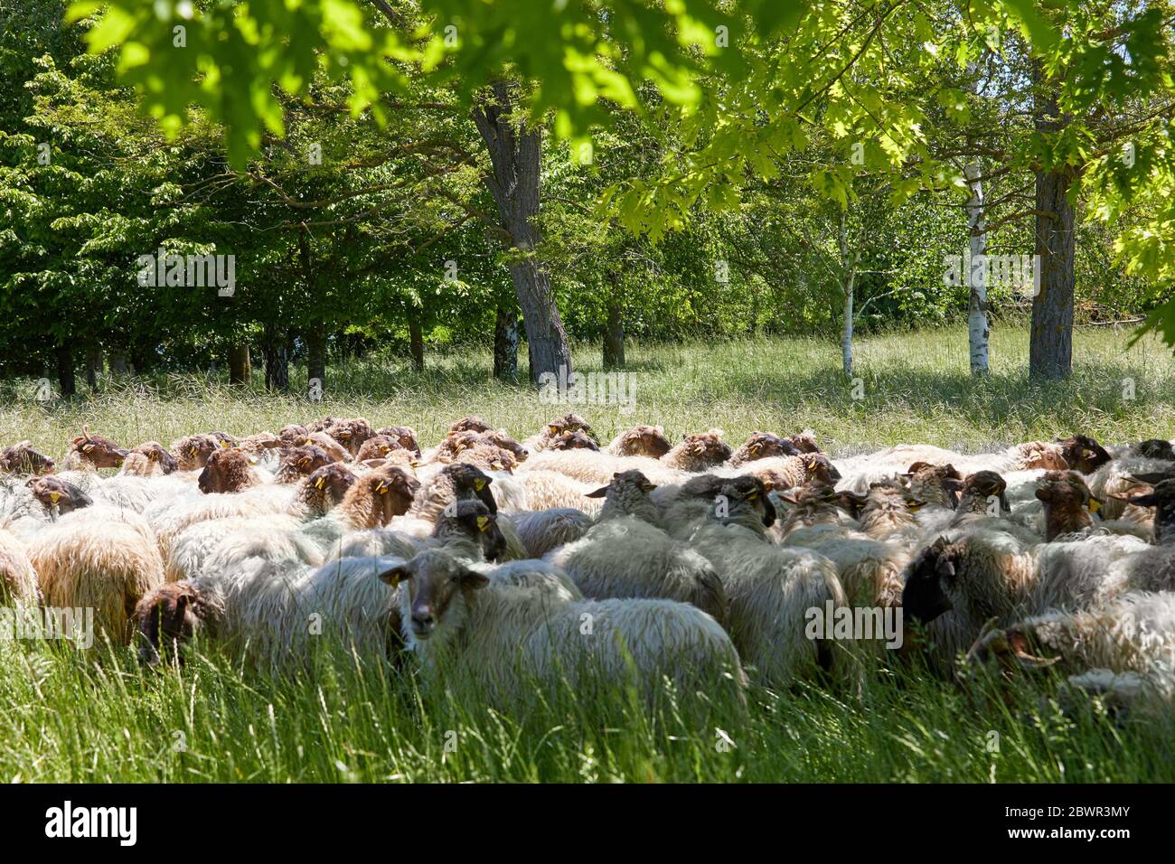 Flock of sheep hi-res stock photography and images - Alamy