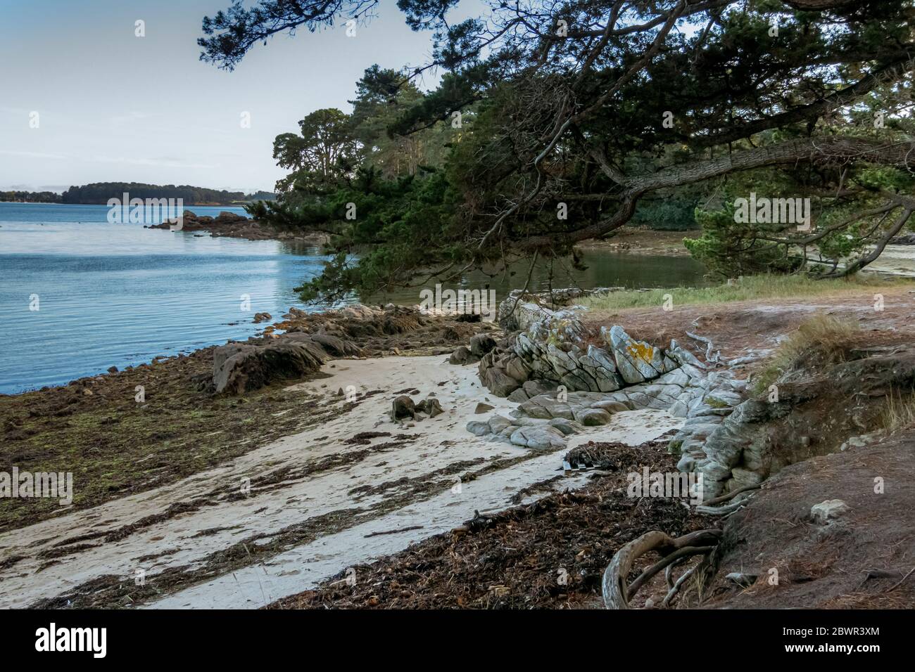 Forest on Bender Island in the Gulf of Morbihan. France Stock Photo - Alamy