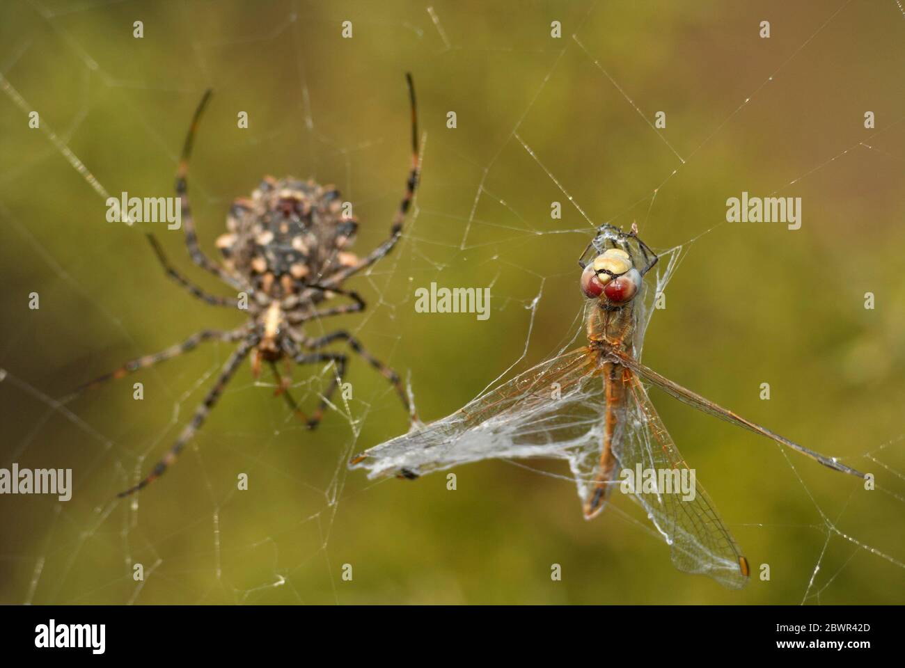 Attacking Spider High Resolution Stock Photography and Images - Alamy