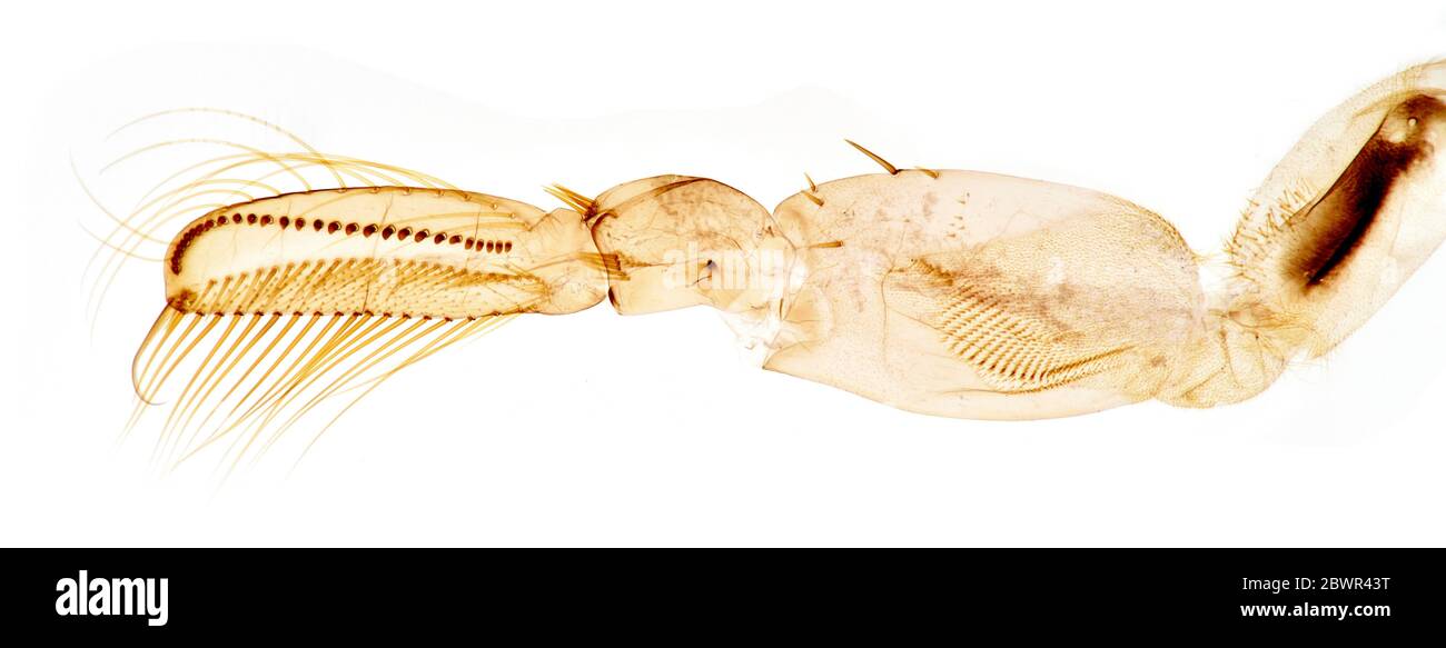 Male first leg detail Cut Out Stock Images & Pictures - Alamy