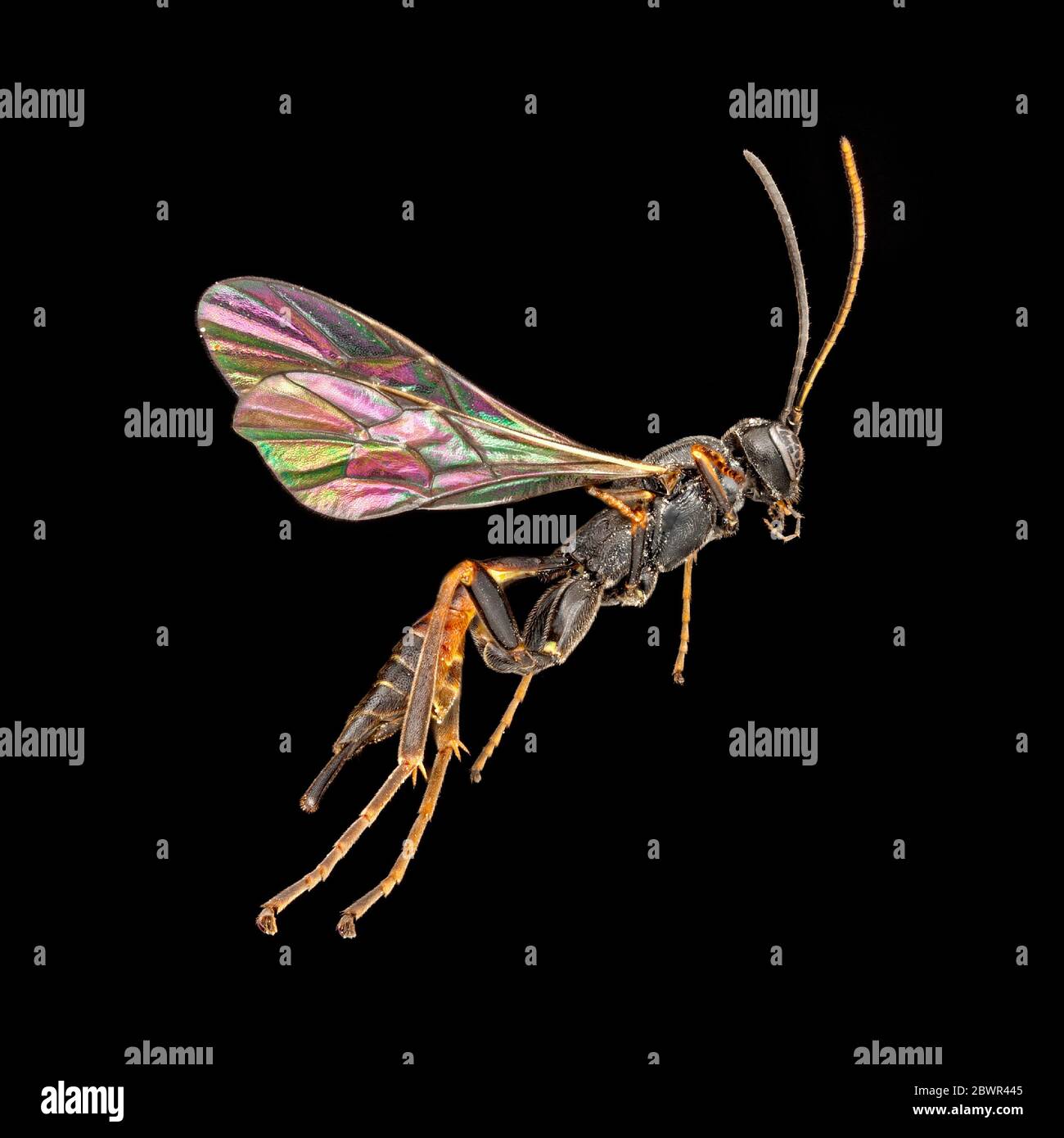 Collyra coxator, a parasitoid wasp that lays an egg in the egg of its ...