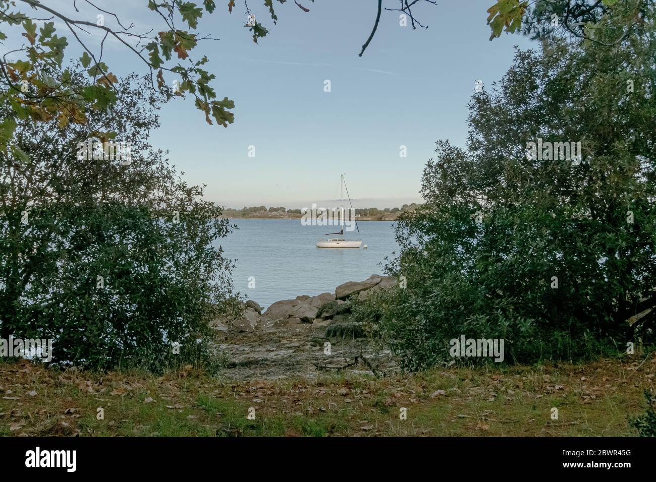 Forest on Bender Island in the Gulf of Morbihan. France Stock Photo - Alamy