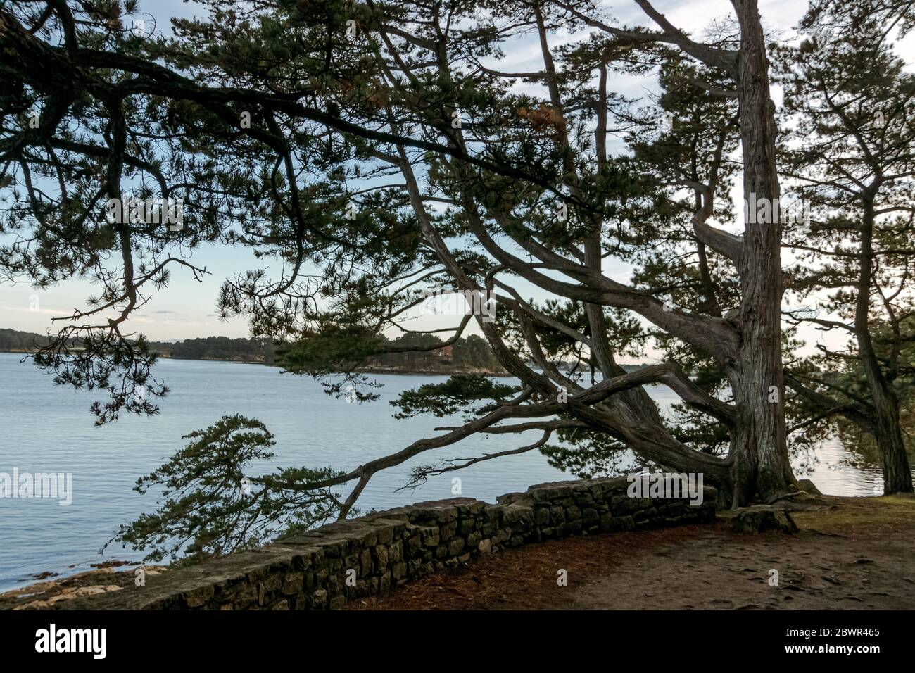 Forest on Bender Island in the Gulf of Morbihan. France Stock Photo - Alamy