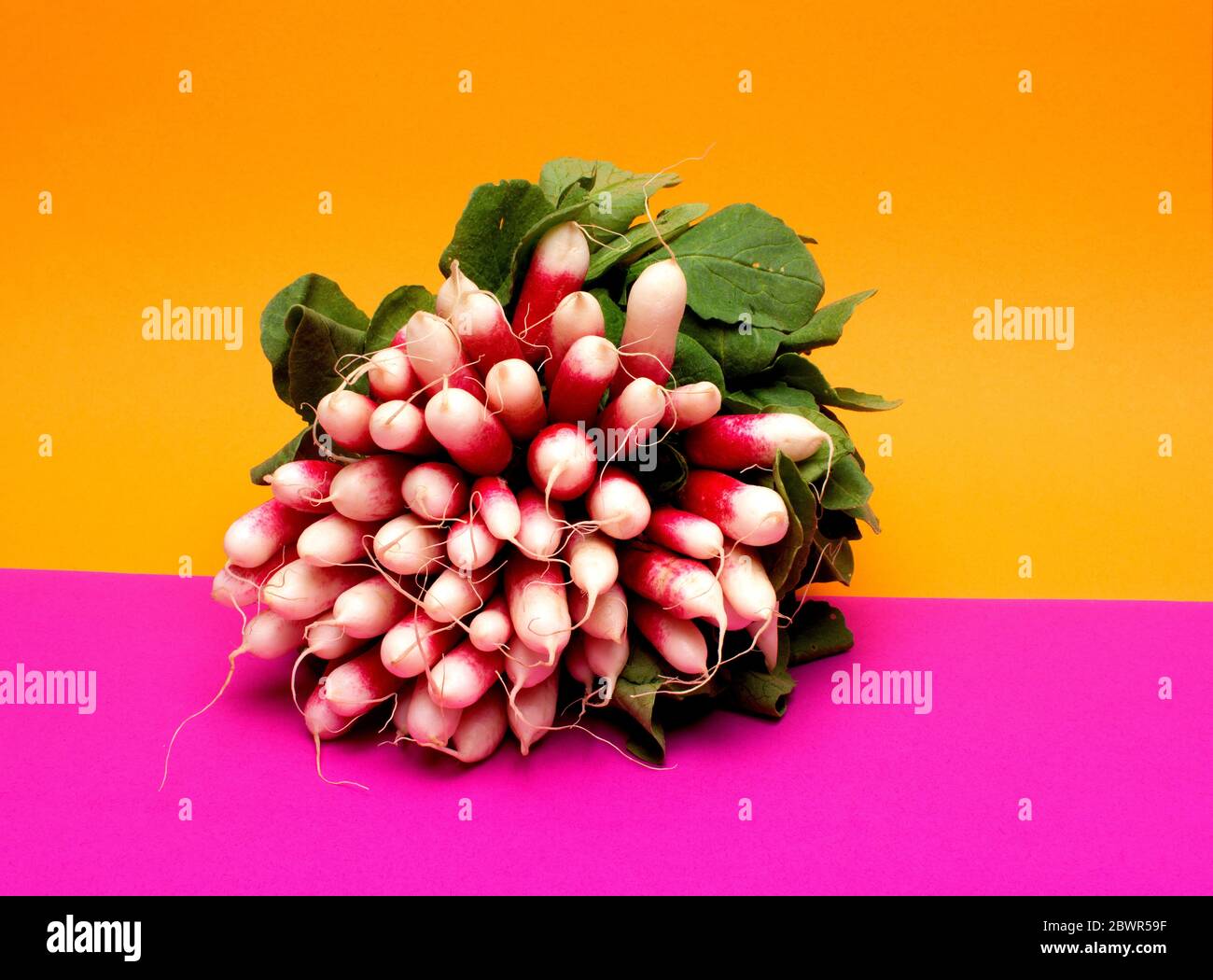 Pink beauty radish hi-res stock photography and images - Alamy