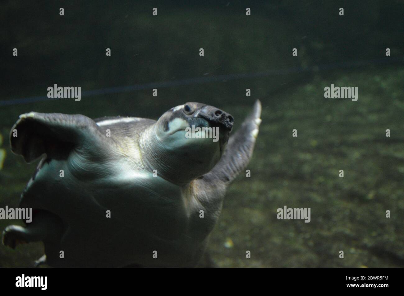 A Turtle, a Berlin aquarium, Germany Stock Photo - Alamy