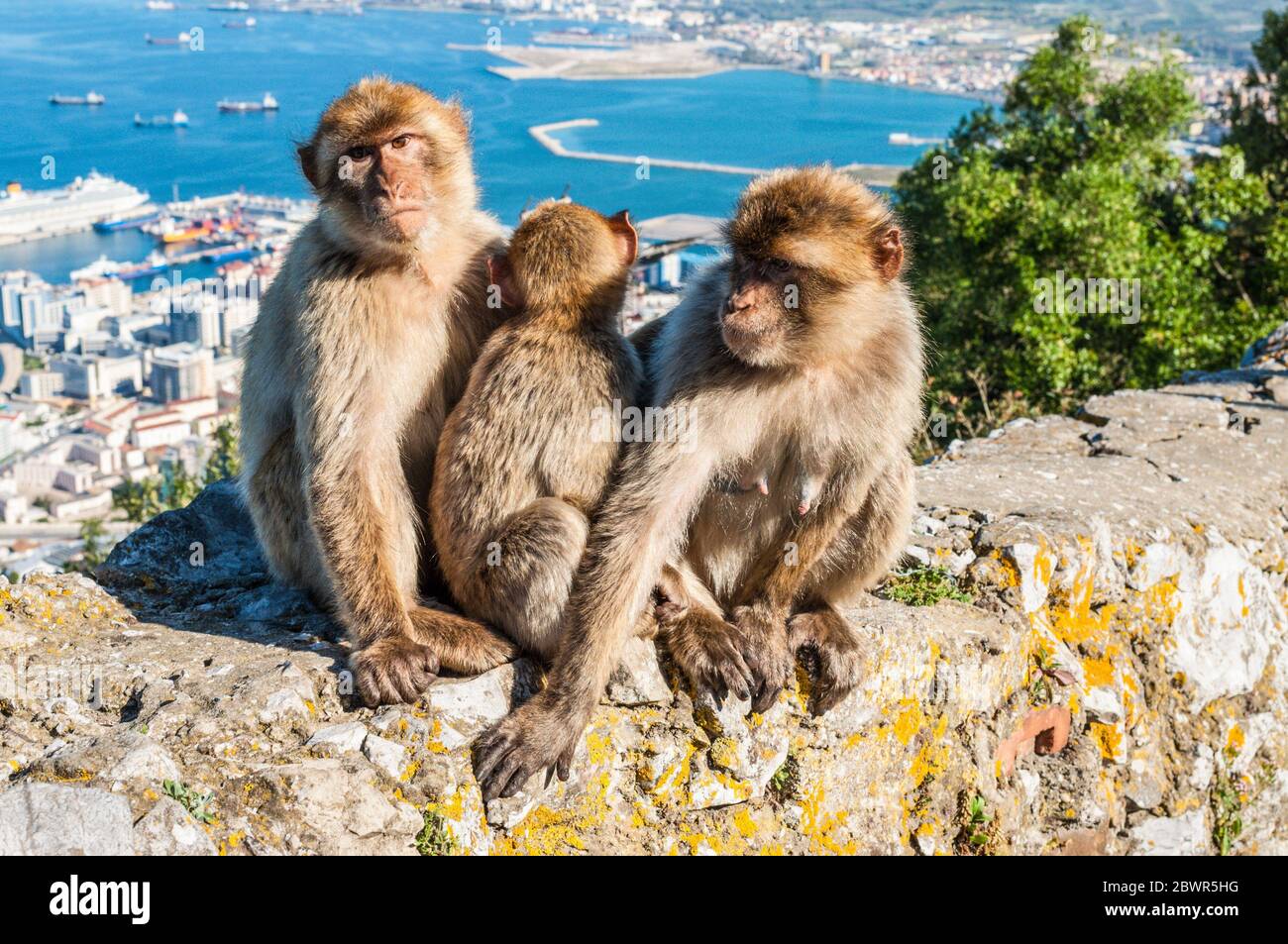 Monkey Population High Resolution Stock Photography and Images - Alamy