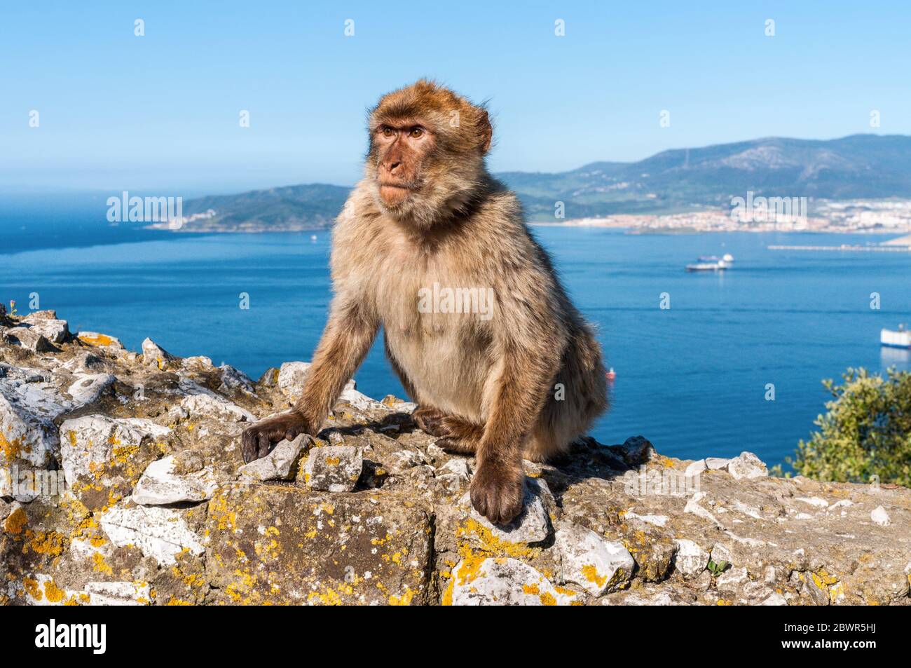 British monkeys hi-res stock photography and images - Alamy