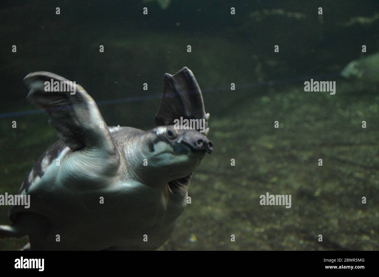 Sea turtle underwater historic hi-res stock photography and images - Alamy