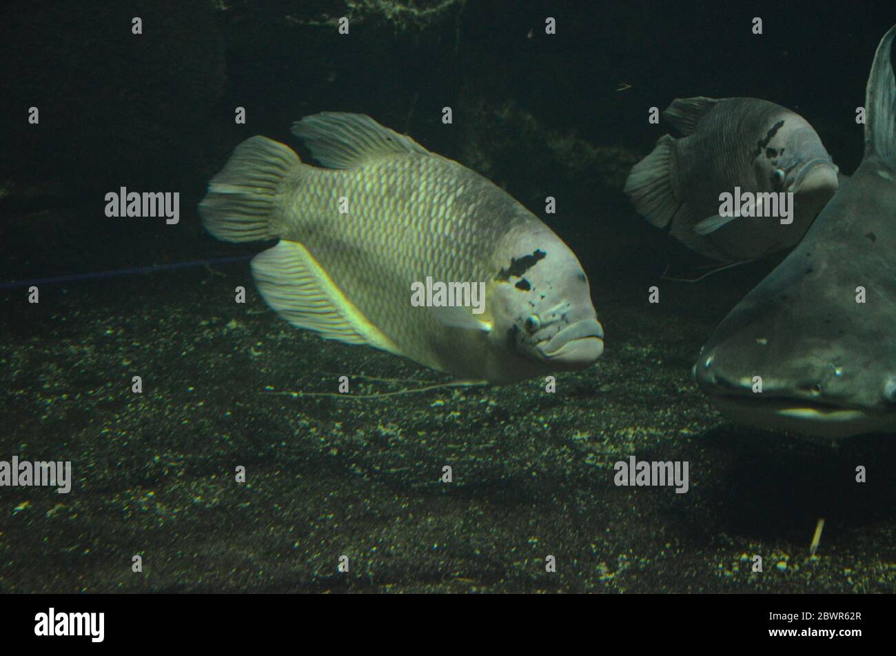 Tropical fish in aquarium, Berlin Stock Photo - Alamy