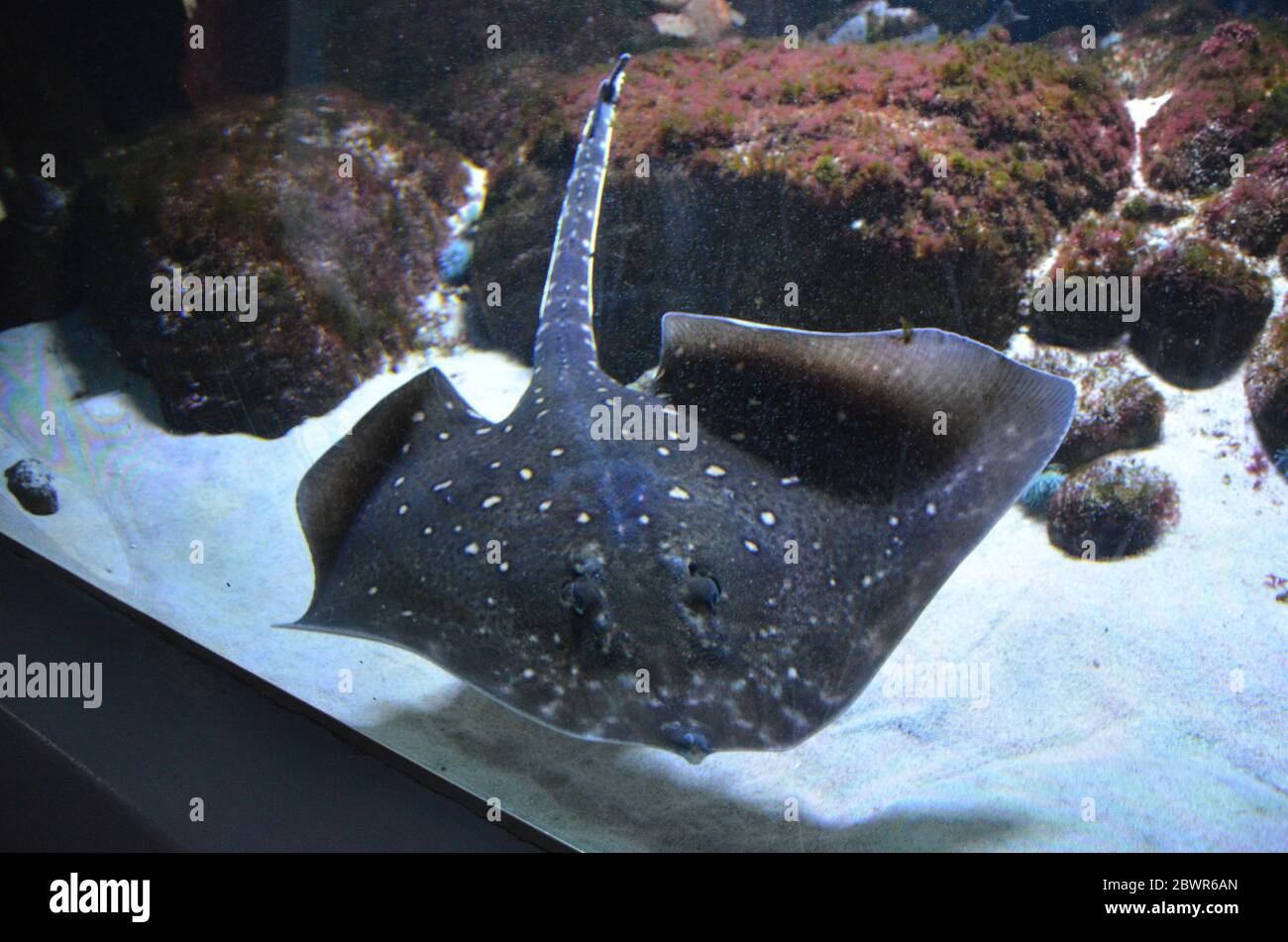 Closeup view of Bluespotted Ribbontail Ray Stock Photo - Alamy
