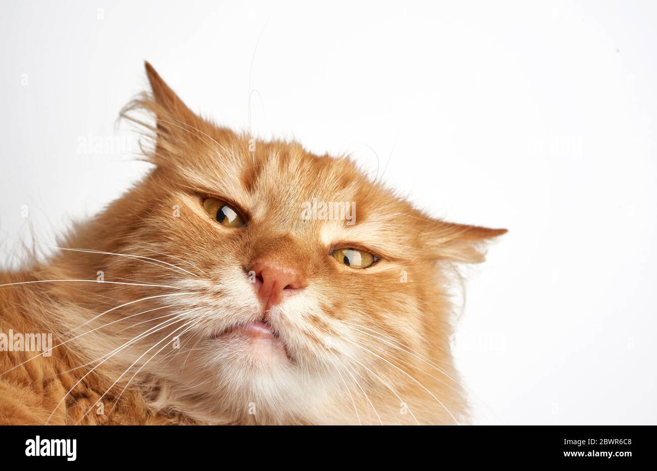 Sad Face Animal Funny