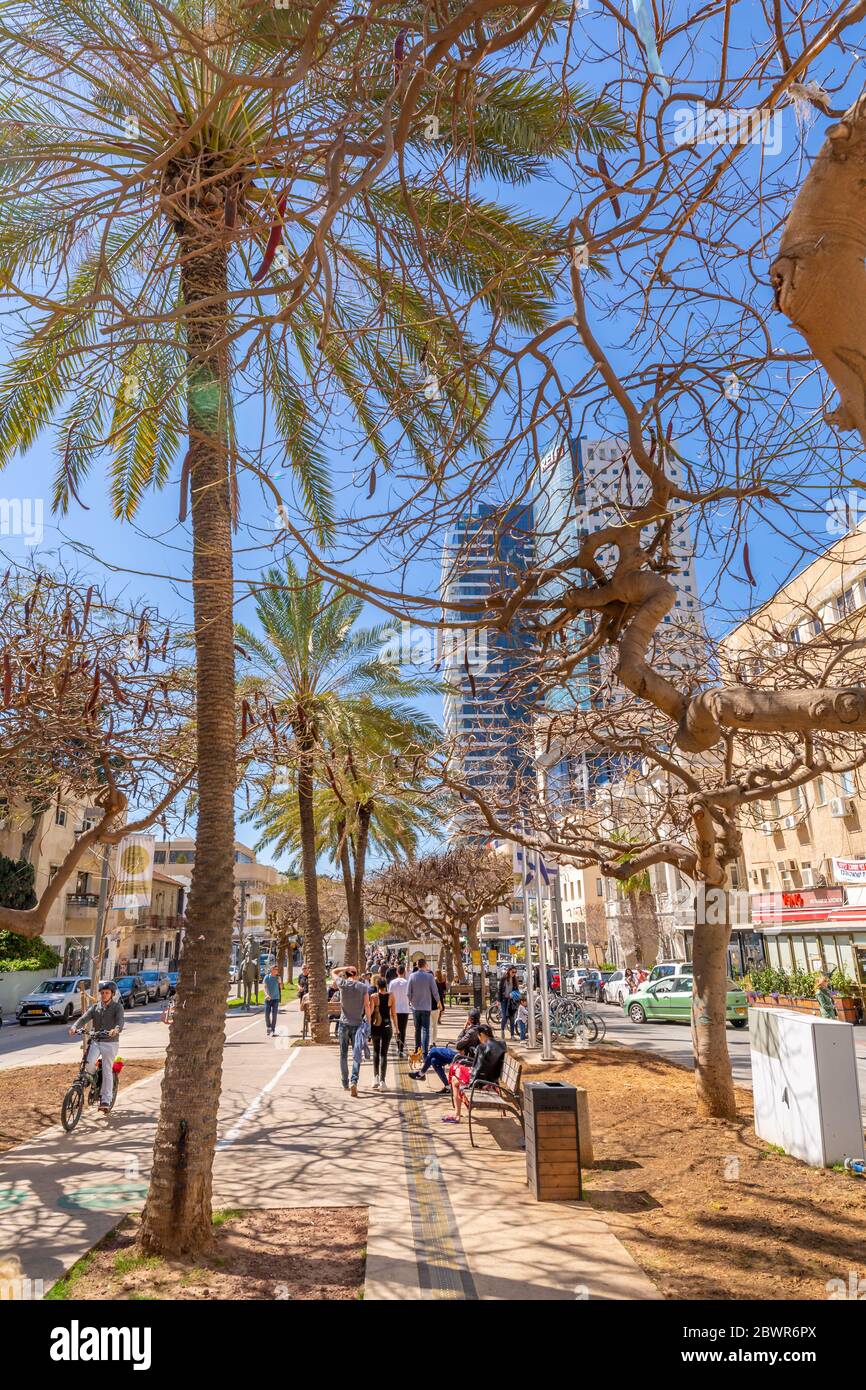 Israel palm trees hi-res stock photography and images - Alamy