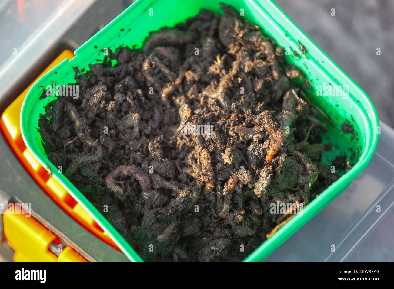 Sea worm - a classic bait for sea fishing Stock Photo - Alamy