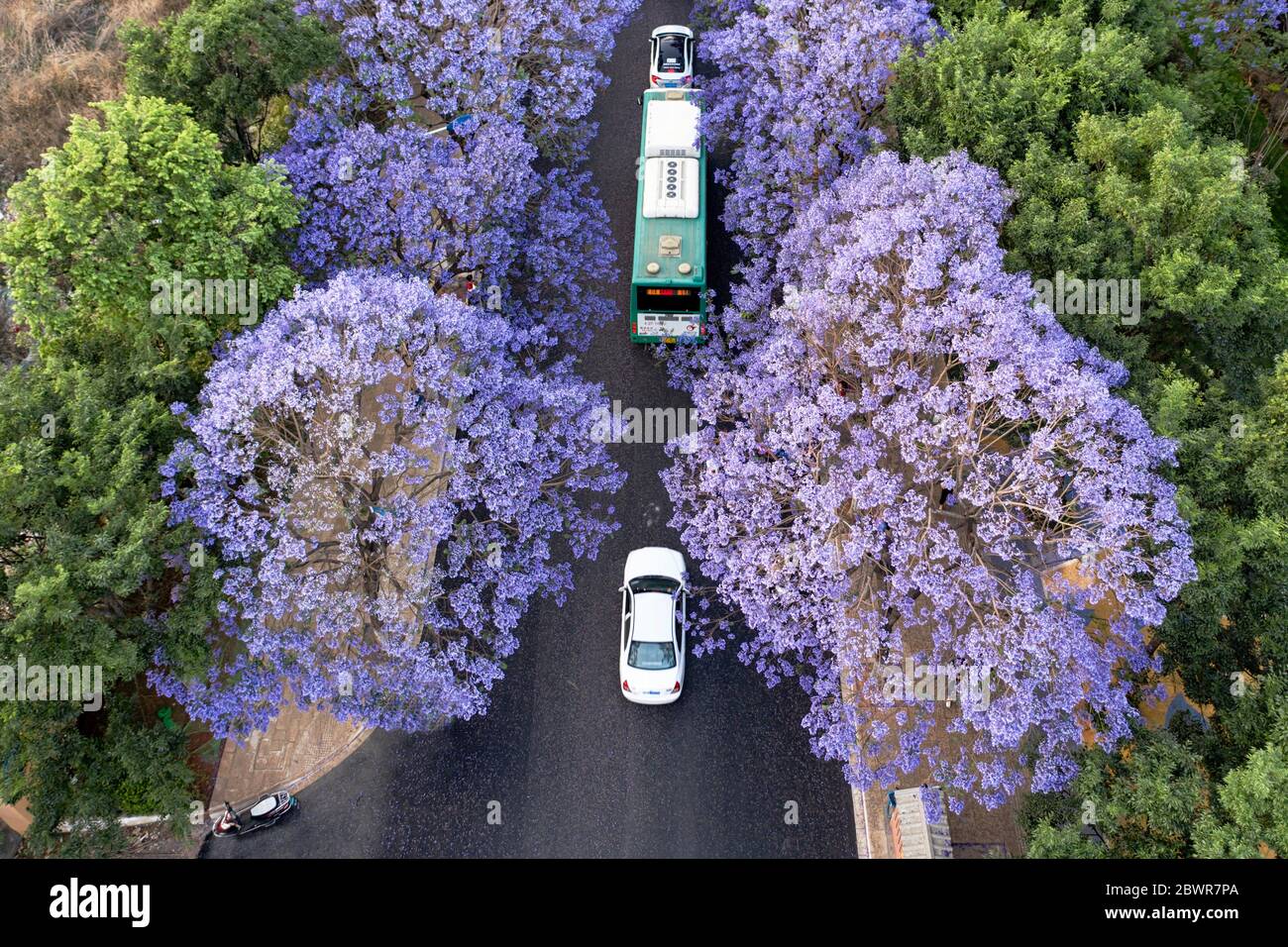Jacaranda Tree In Bloom Jacaranda High Resolution Stock Photography and ...