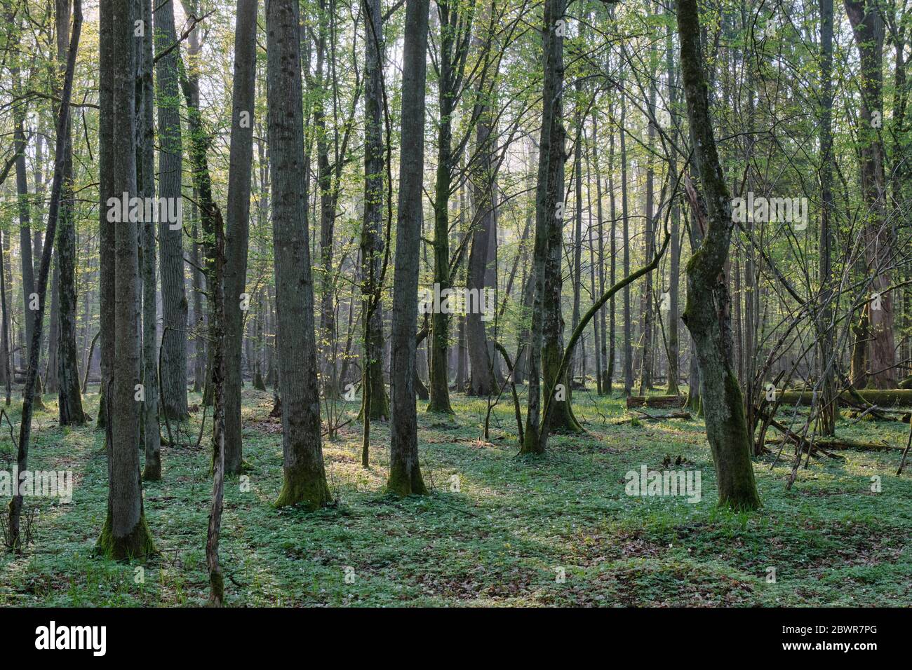 Deciduous forest with old oaks in springtime sunrise light, Bialowieza ...