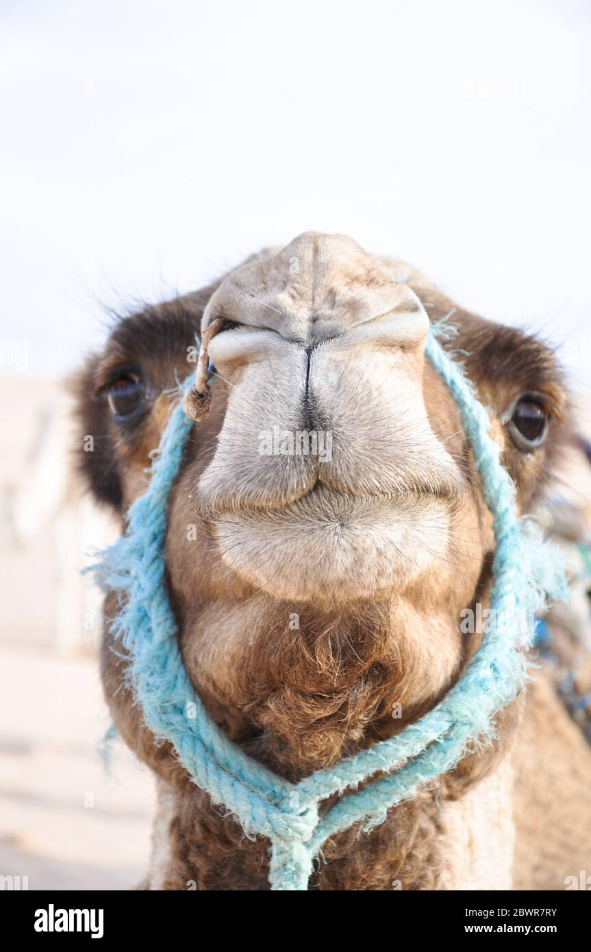 Desert camel. Photo desert camel resting after a long walk Stock Photo ...