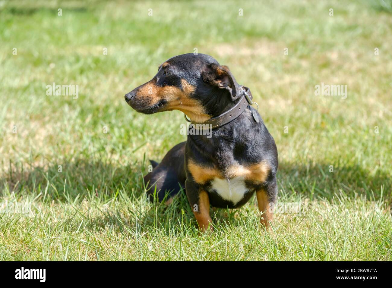 Black and tan Jack Russell Terrier posing in full body, sits in the ...