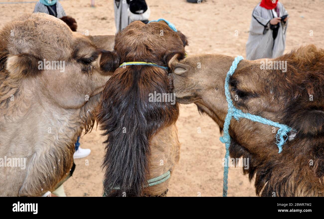 Desert camel. Photo desert camel resting after a long walk Stock Photo ...