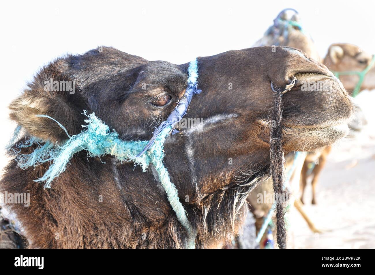 Desert camel. Photo desert camel resting after a long walk Stock Photo ...