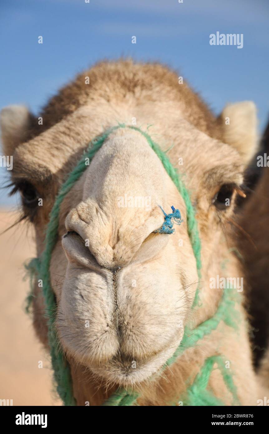 Desert camel. Photo desert camel resting after a long walk Stock Photo ...