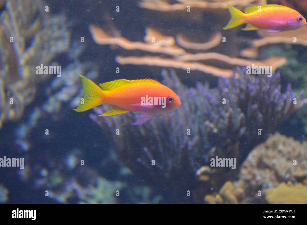 Tropical fish in aquarium, Berlin Stock Photo - Alamy