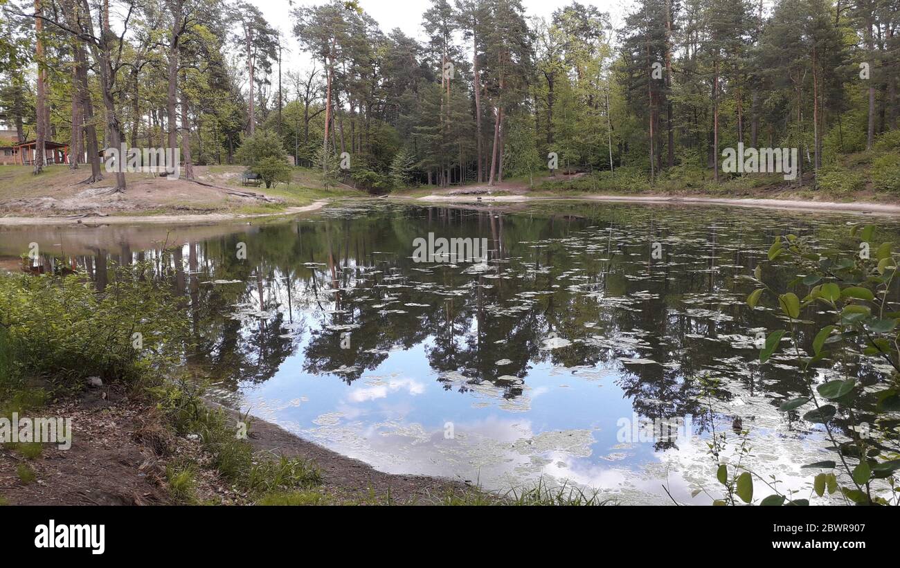 Spring forest park details and the elements Stock Photo - Alamy