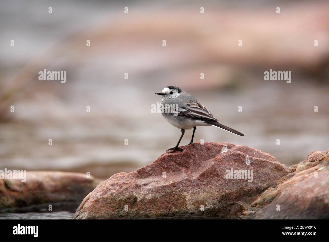 Non Passeriformes High Resolution Stock Photography and Images - Alamy
