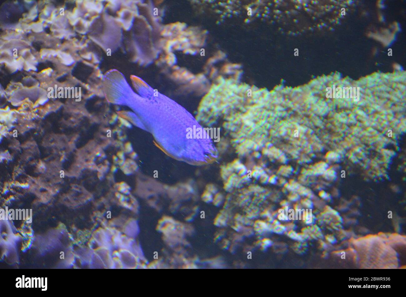 Tropical fish in aquarium, Berlin Stock Photo - Alamy