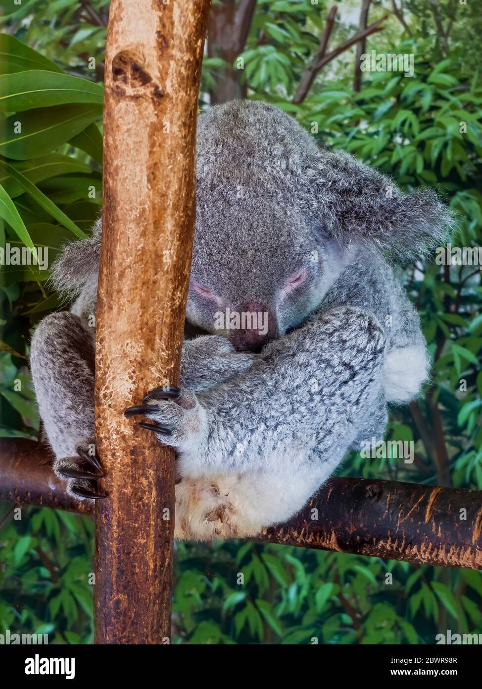 Family Phascolarctidae High Resolution Stock Photography and Images - Alamy