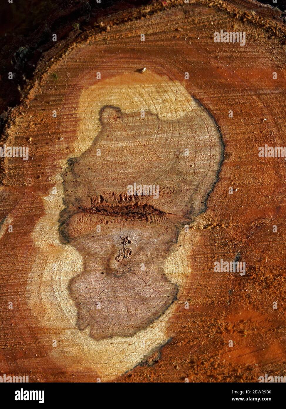 Cross section pattern hi-res stock photography and images - Alamy